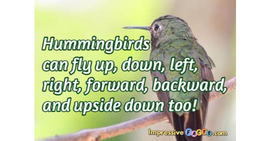 Hummingbirds can fly up, down, left, right, forward, backward, and ...